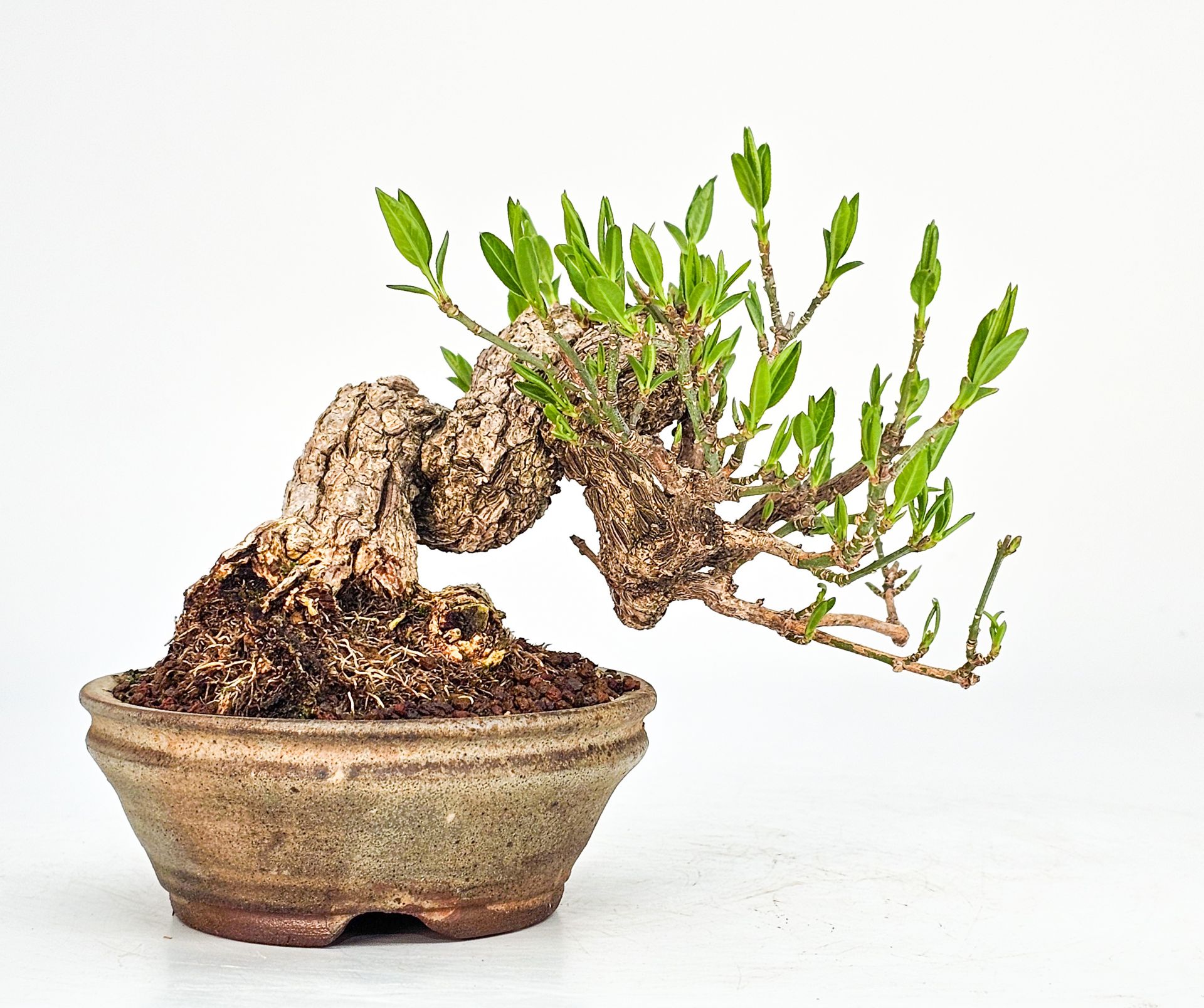 Shohin Bonsai - Ikigai Bonsai