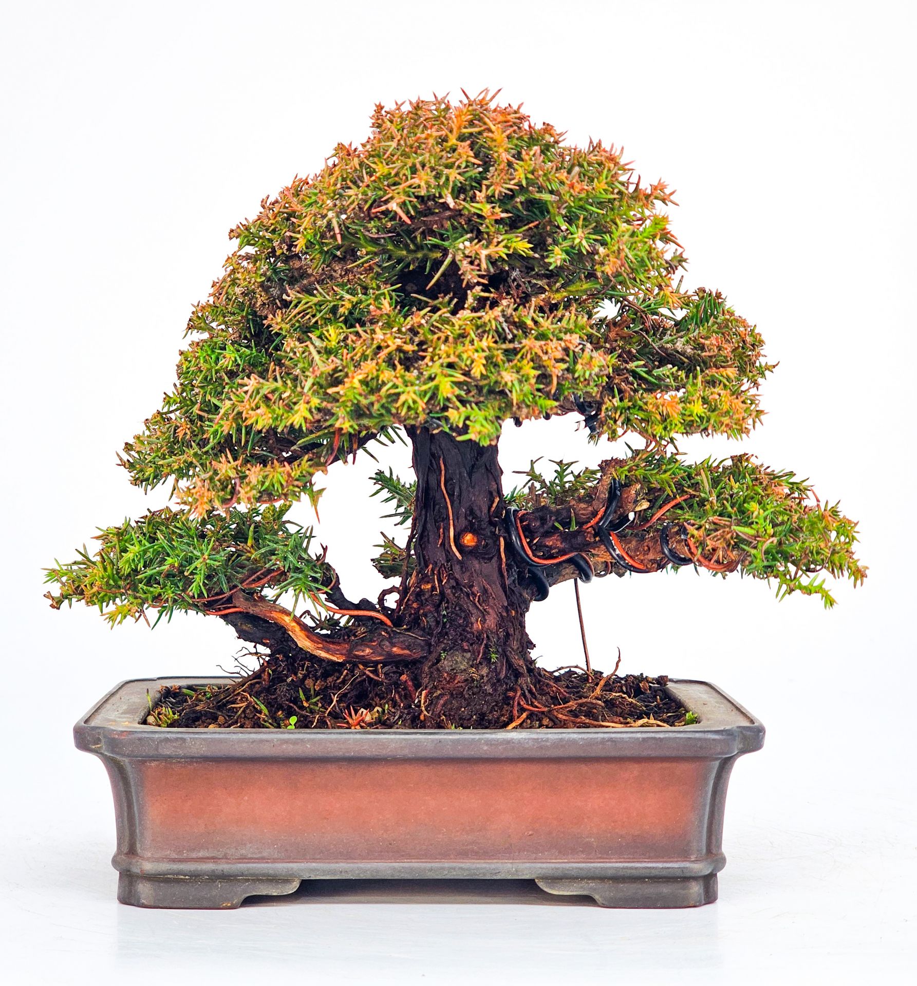 Shohin Bonsai - Ikigai Bonsai