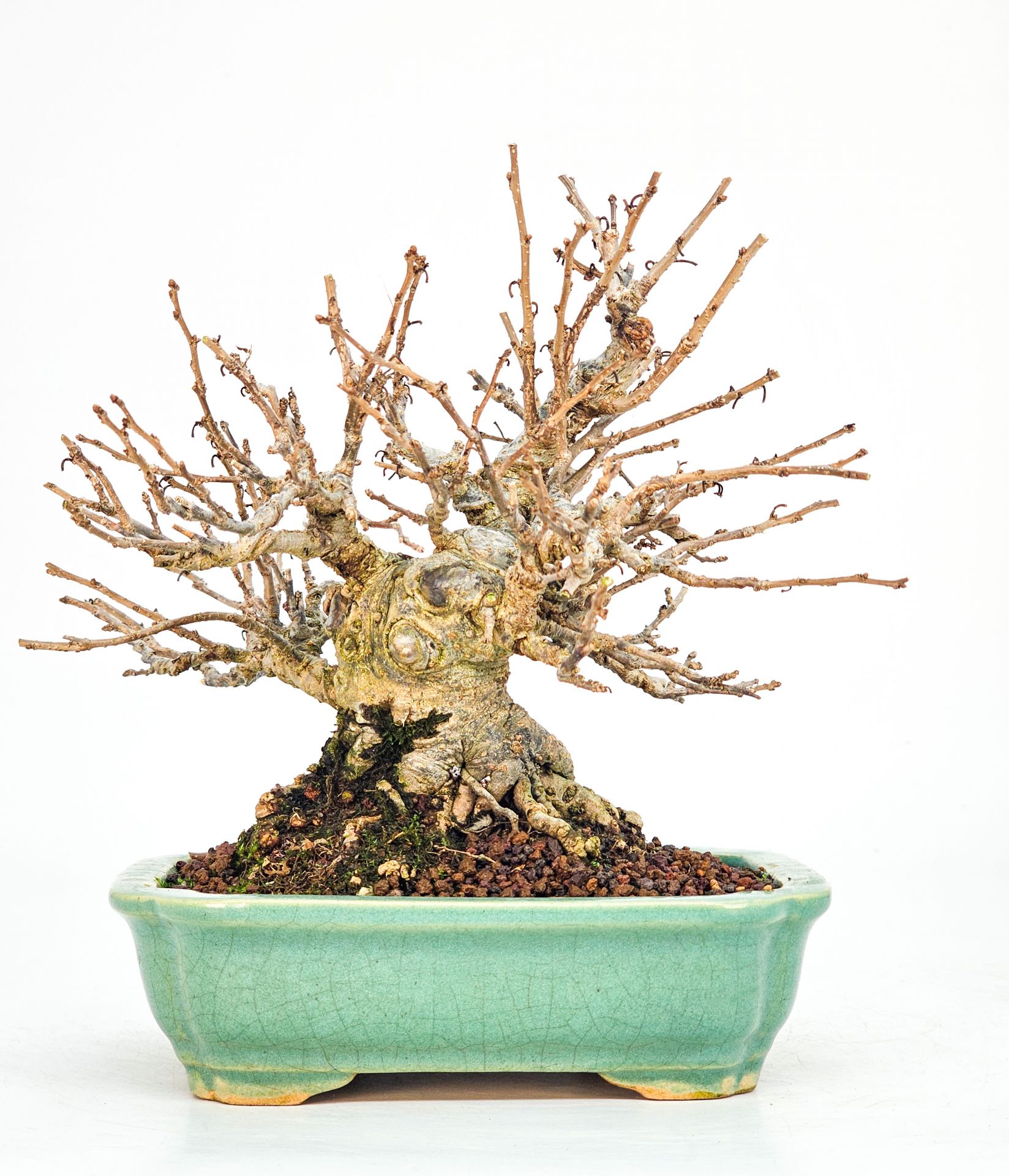Shohin Bonsai - Ikigai Bonsai