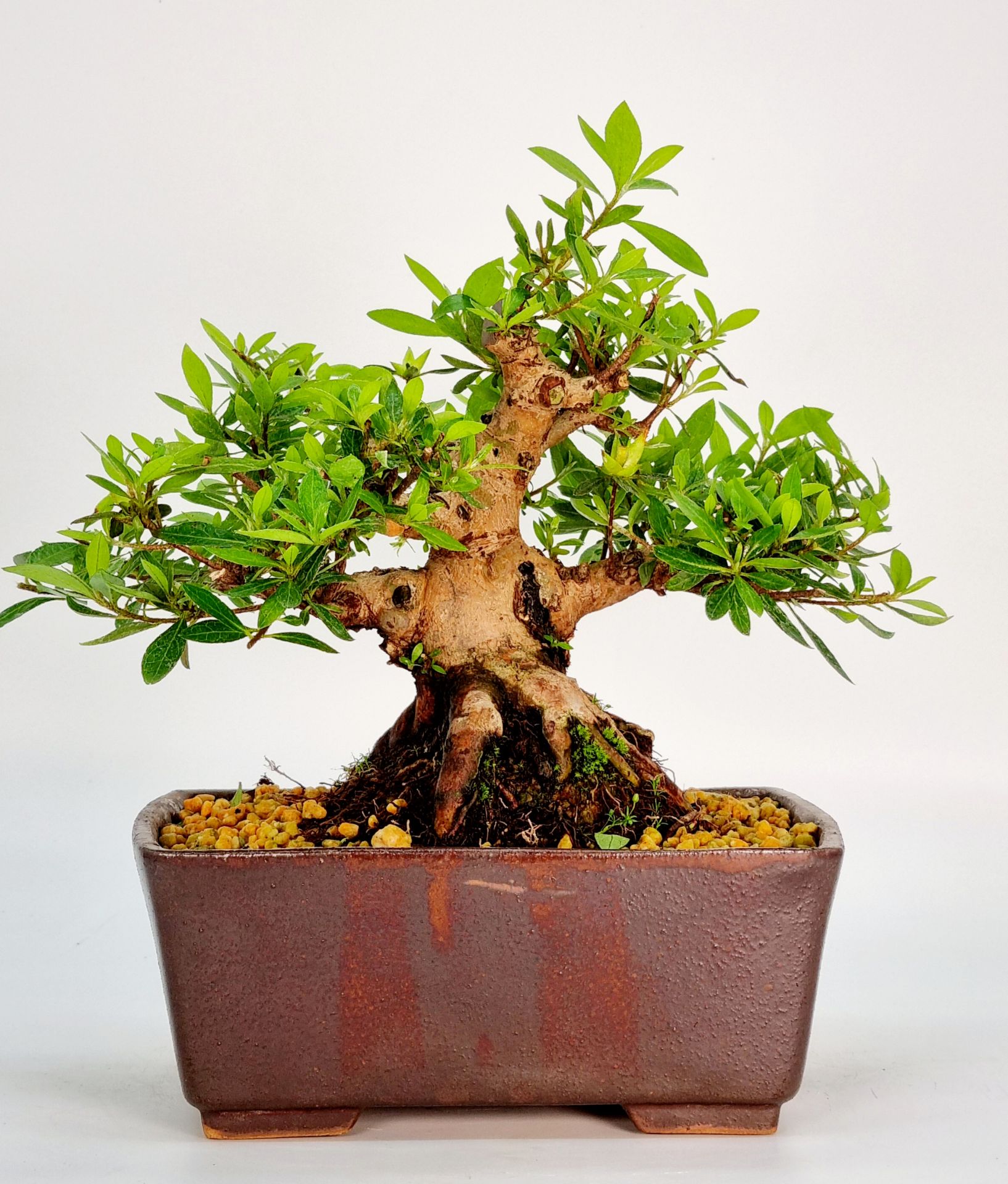 Shohin Bonsai - Ikigai Bonsai