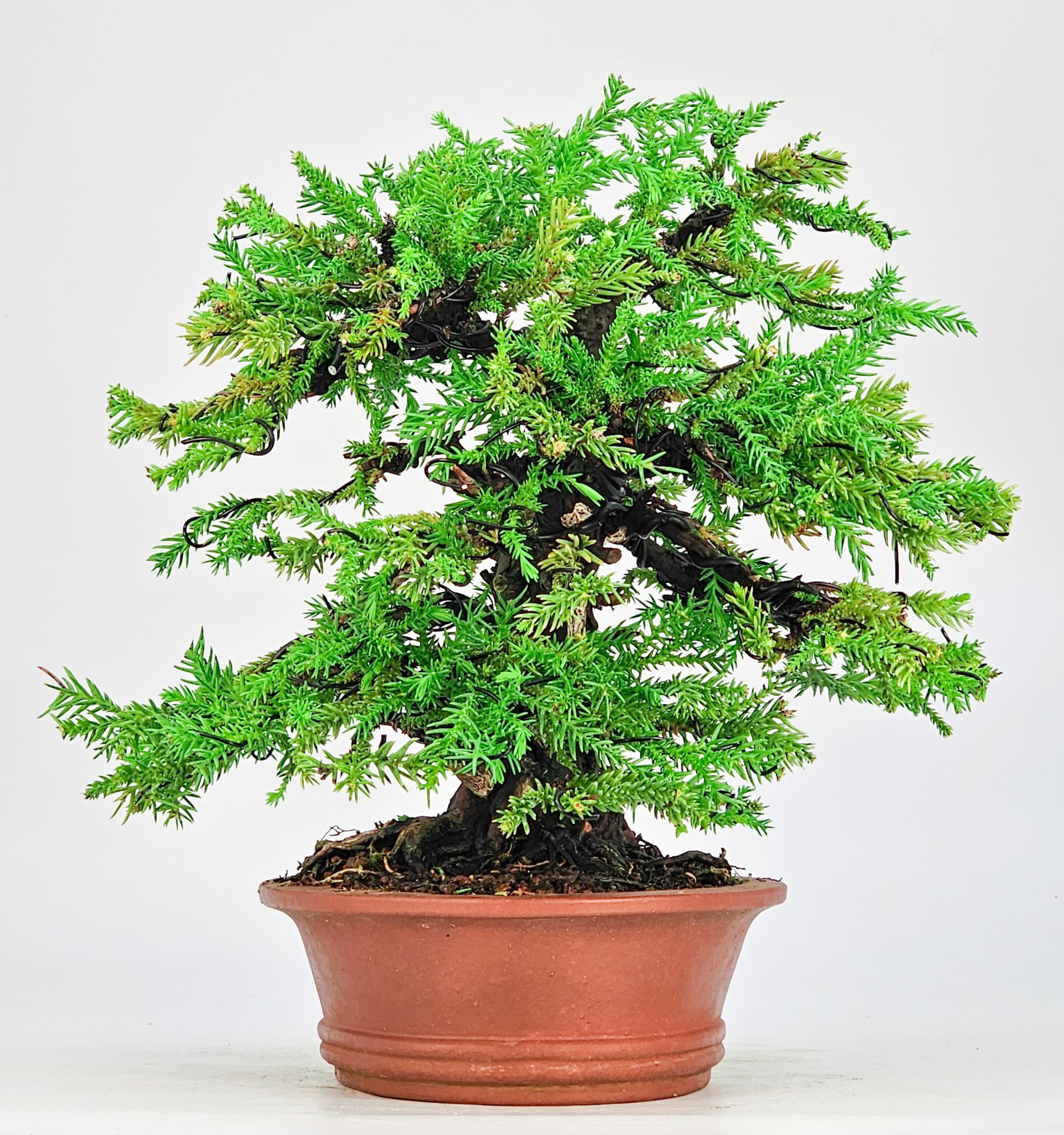 Bonsai Sicheltanne Cryptomeria Japonica Shohin