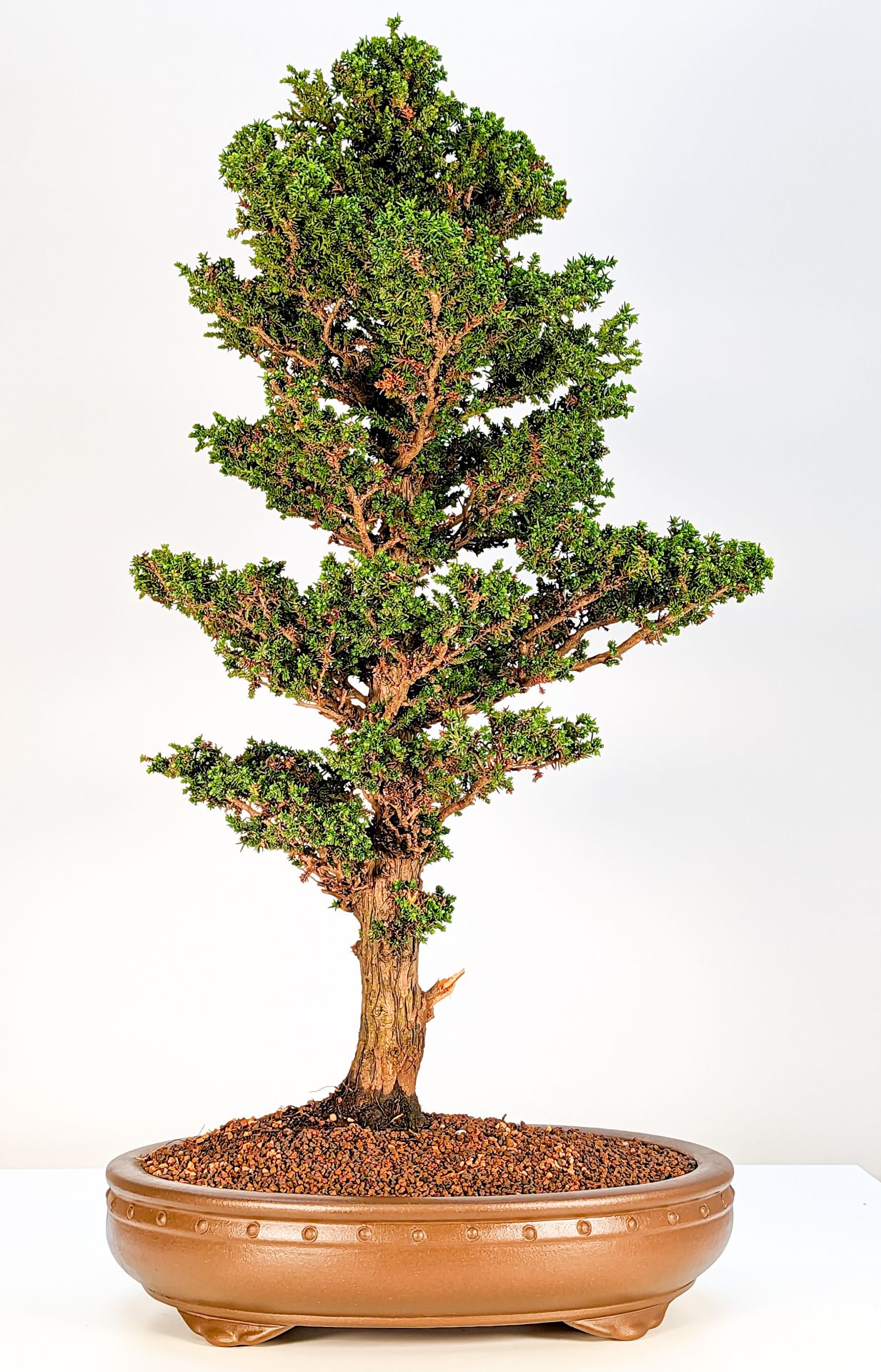Bonsai Sicheltanne Cryptomeria Japonica Shohin