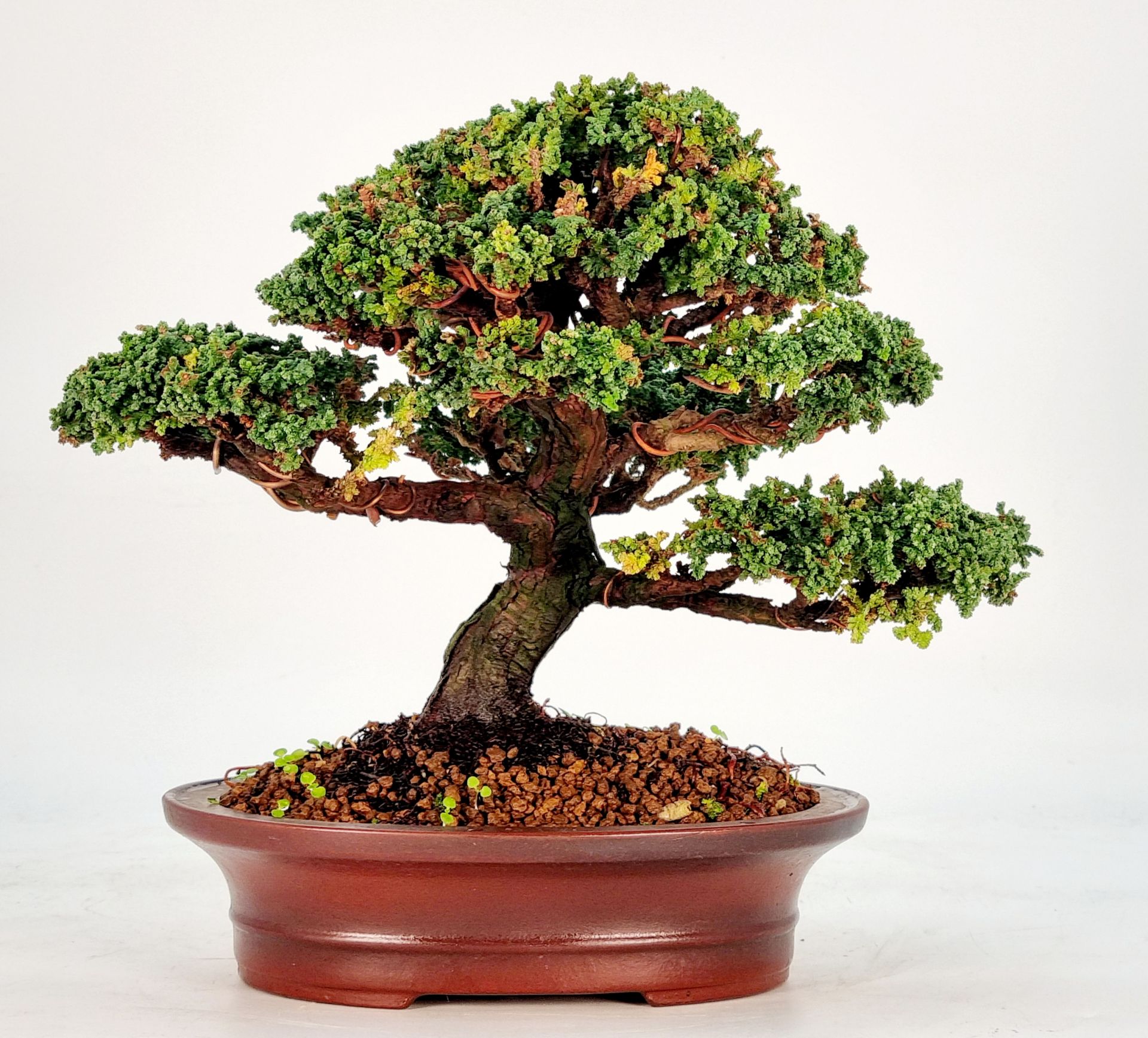 Shohin Bonsai - Ikigai Bonsai