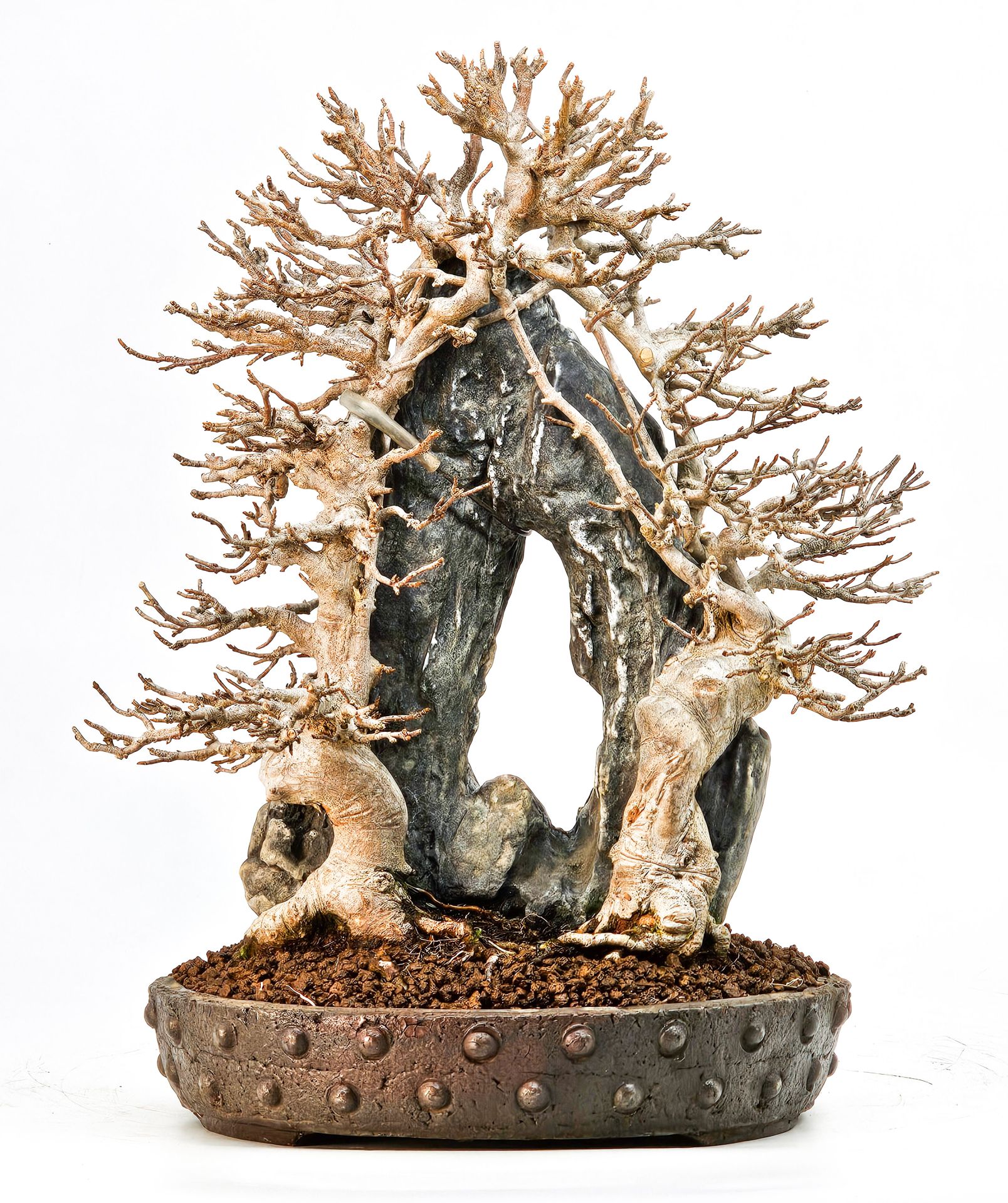 Shohin Bonsai - Ikigai Bonsai
