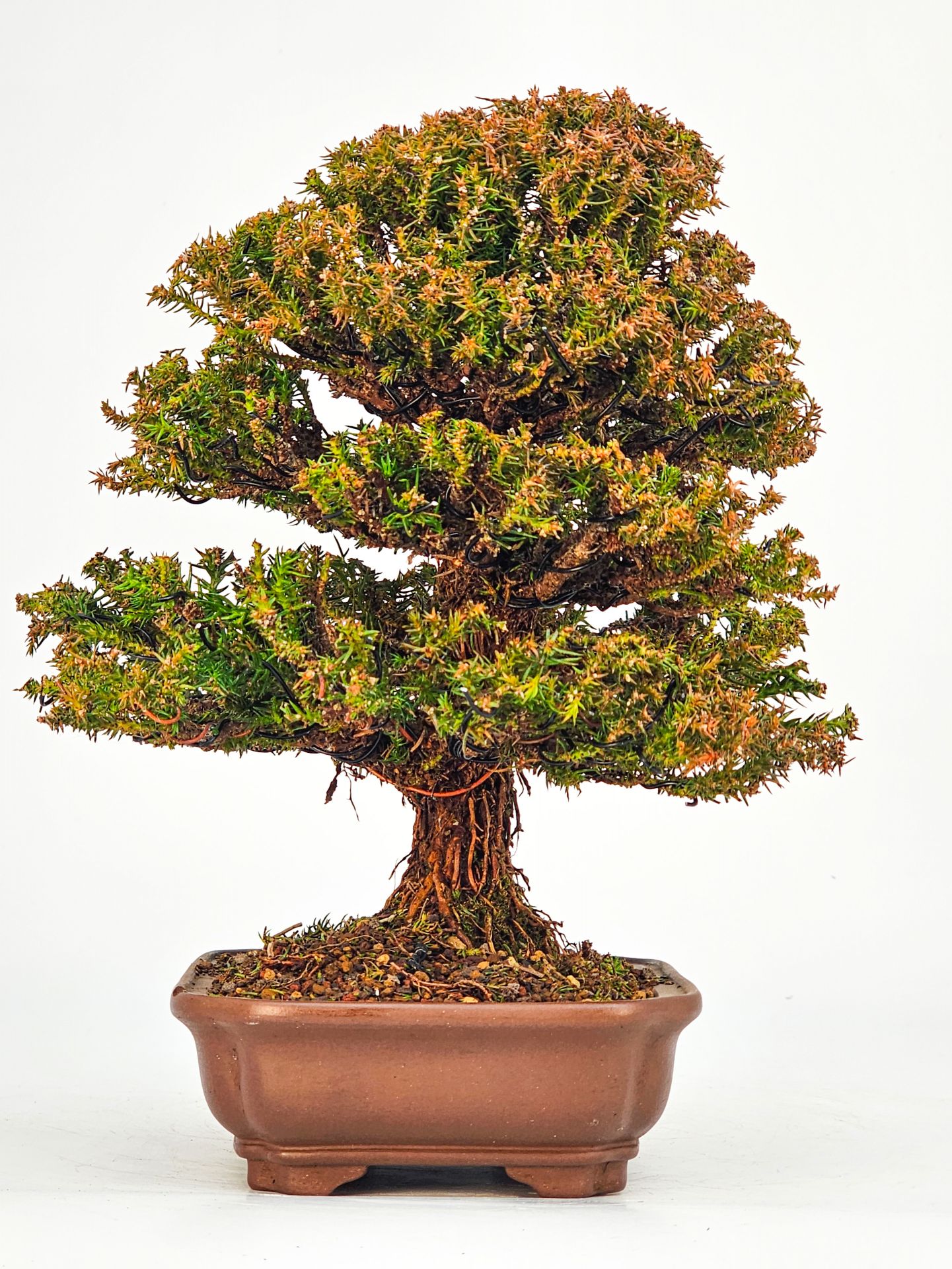 Bonsai Sicheltanne Cryptomeria Japonica Shohin