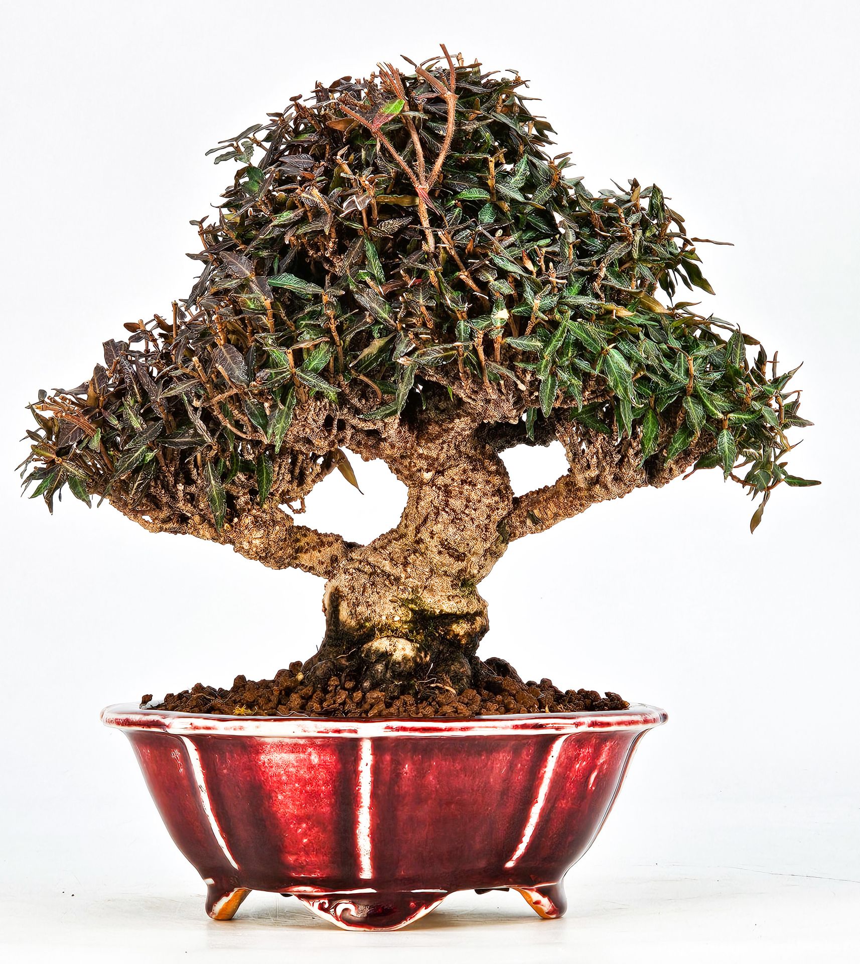 Shohin Bonsai - Ikigai Bonsai