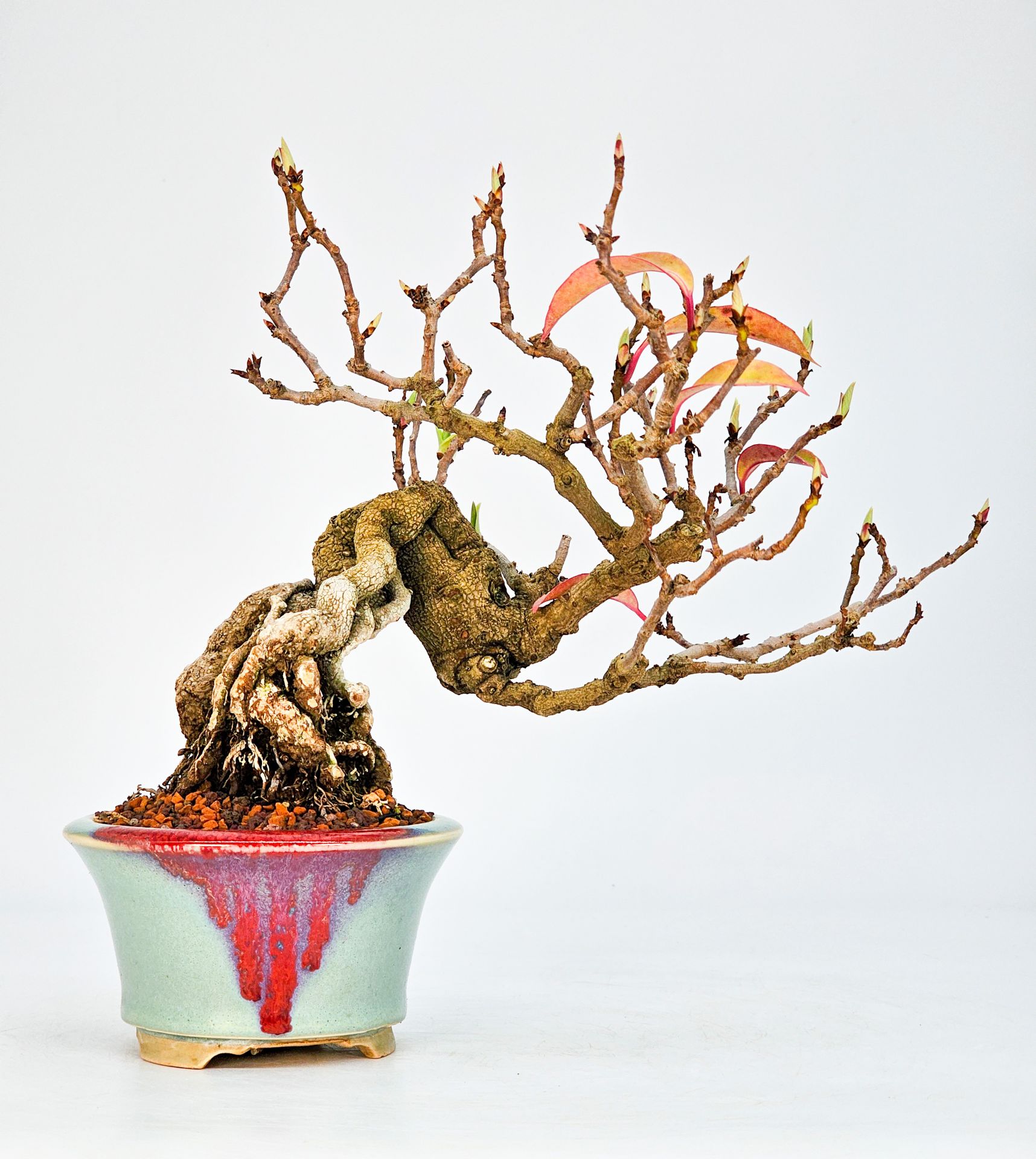 Shohin Bonsai - Ikigai Bonsai