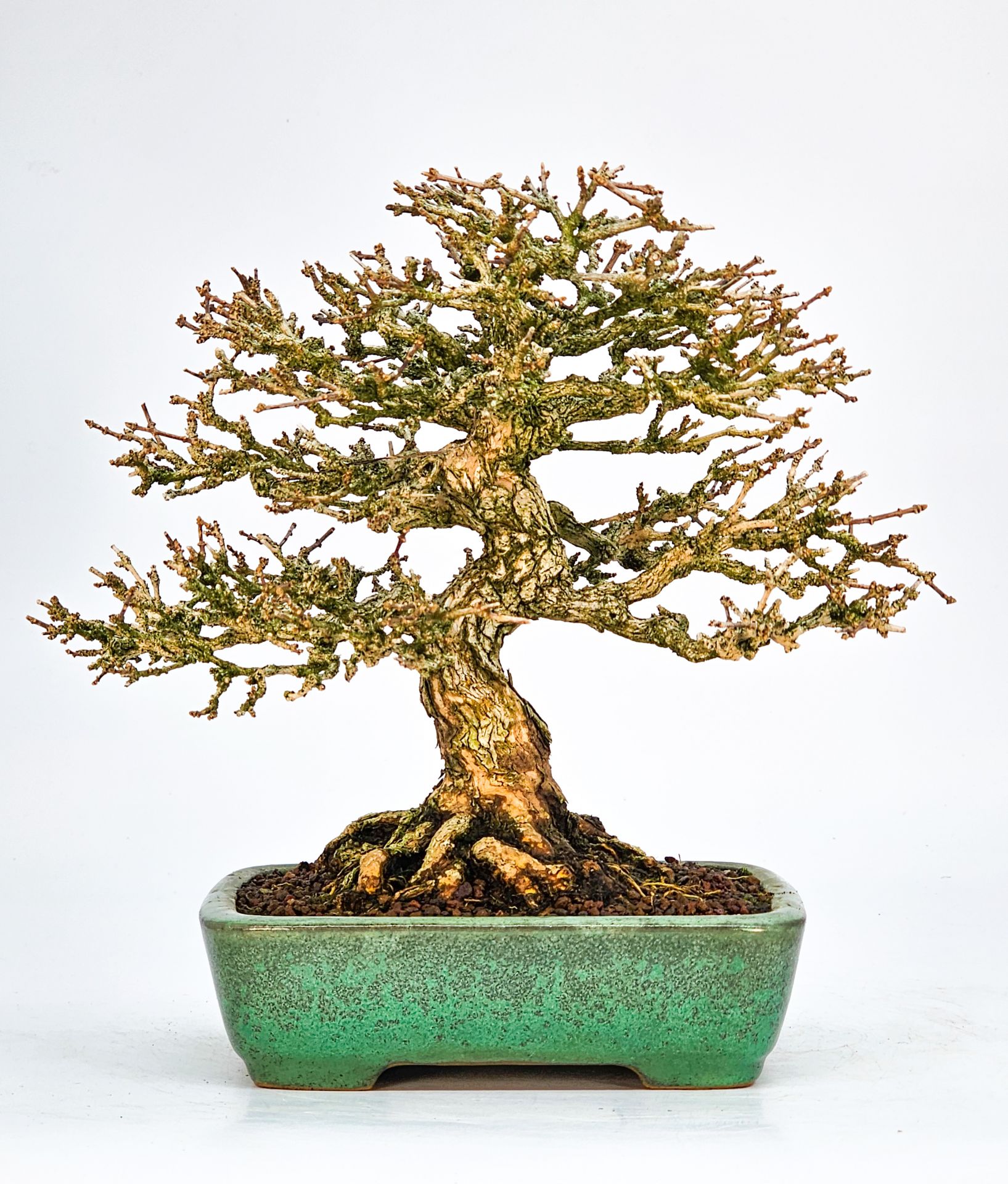 Shohin Bonsai - Ikigai Bonsai