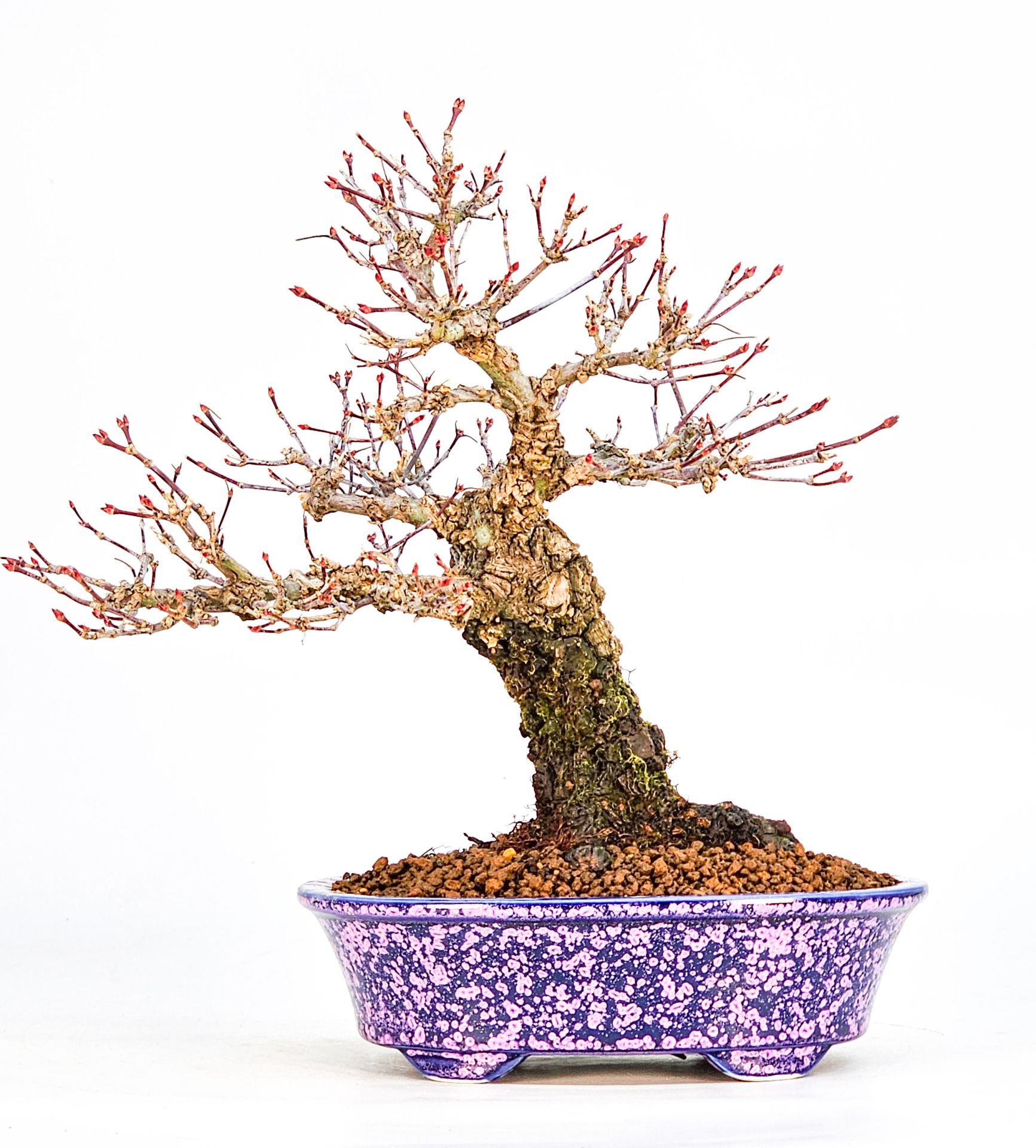 Shohin Bonsai - Ikigai Bonsai