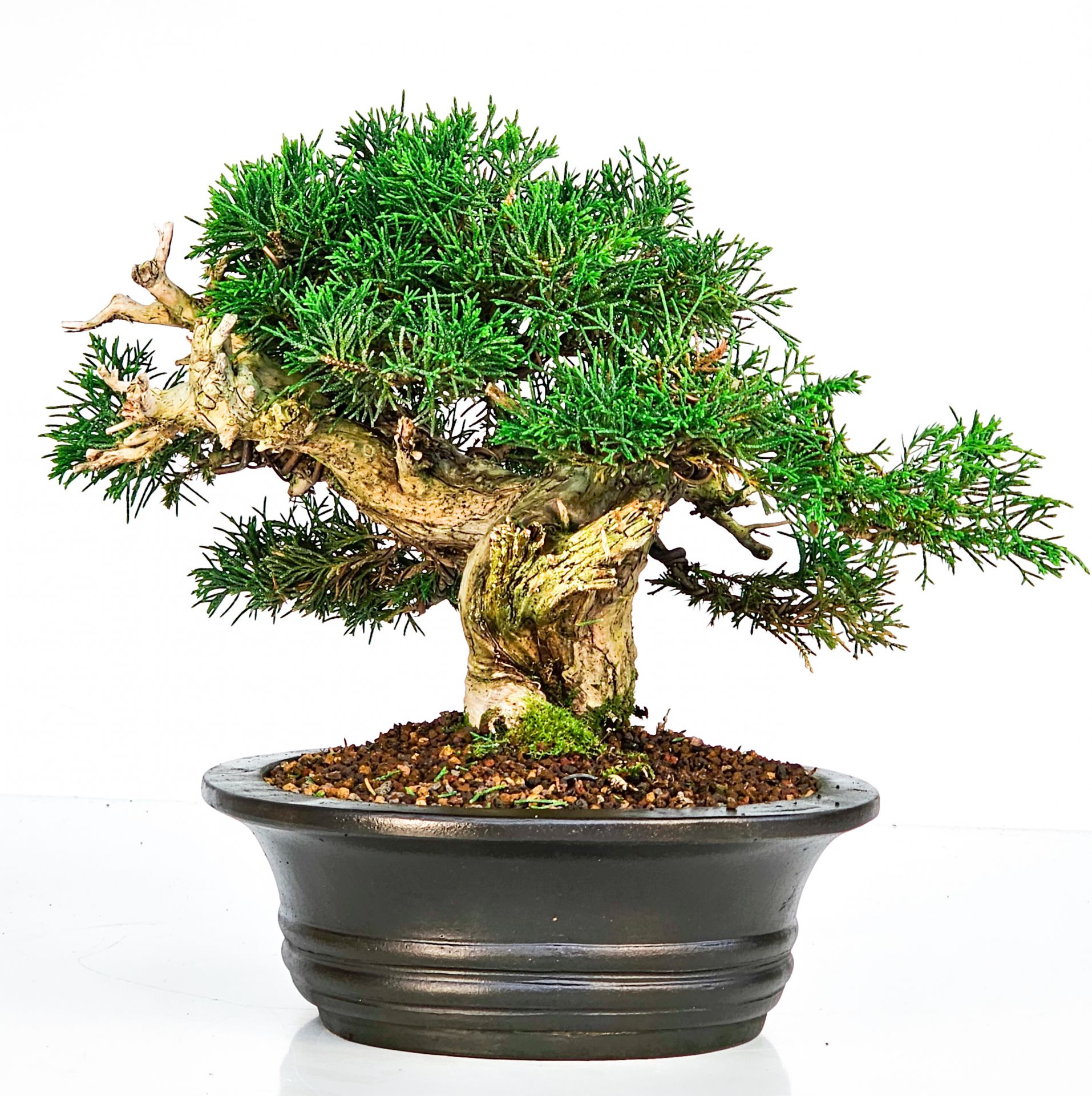 Bonsai Wacholder Juniperus chinensis Shohin 18cm | SW10675